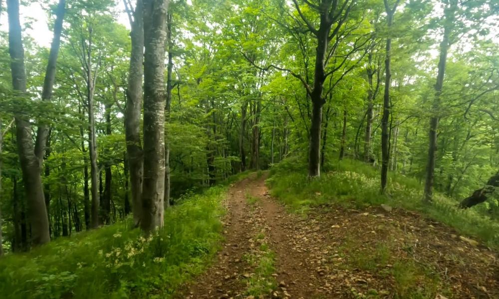 Planina Rudnik i njena flora i fauna - Šta čini ovu planinu ekološki ...